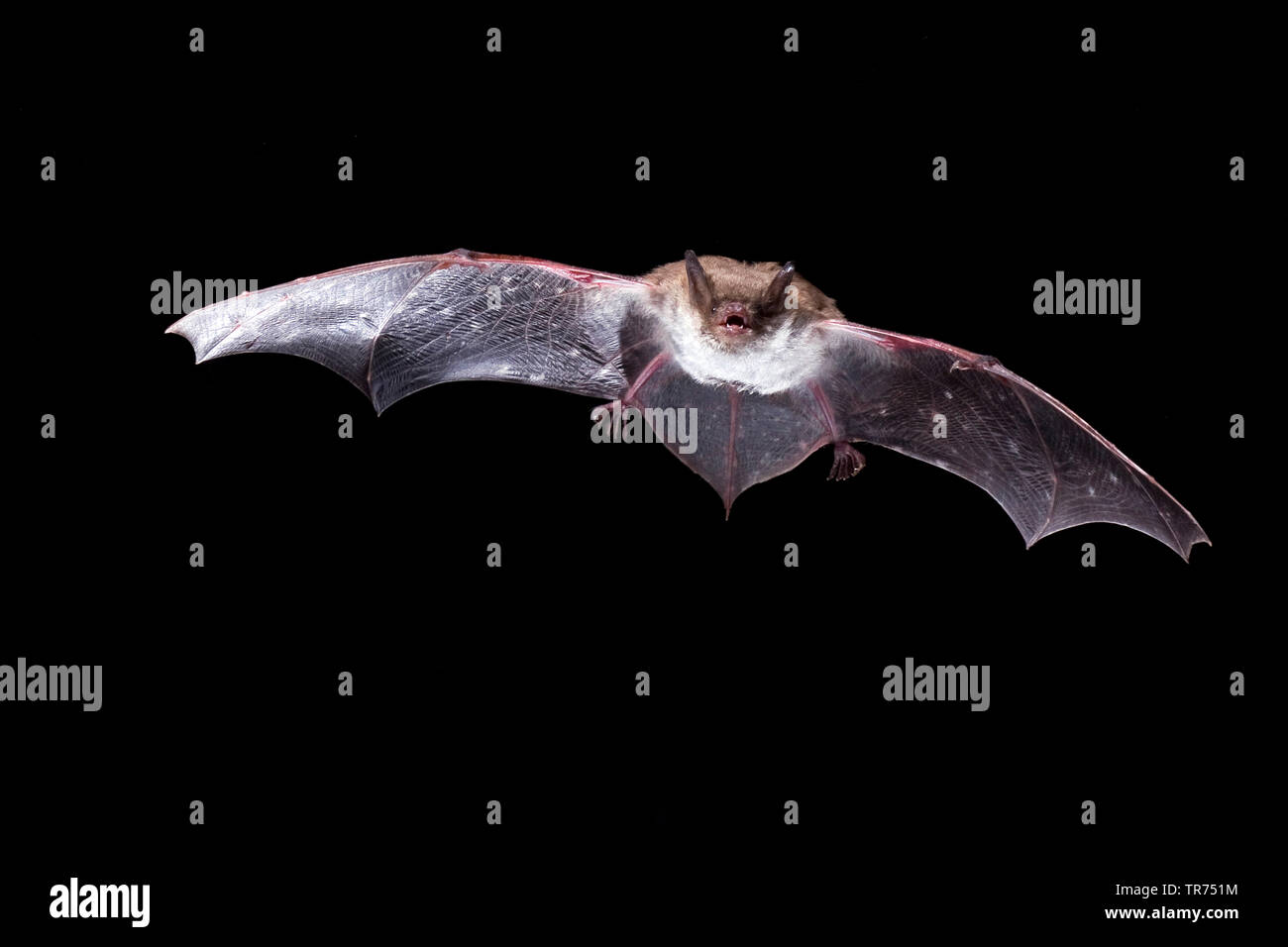 pond bat (Myotis dasycneme), hunting at night, Netherlands Stock Photo ...