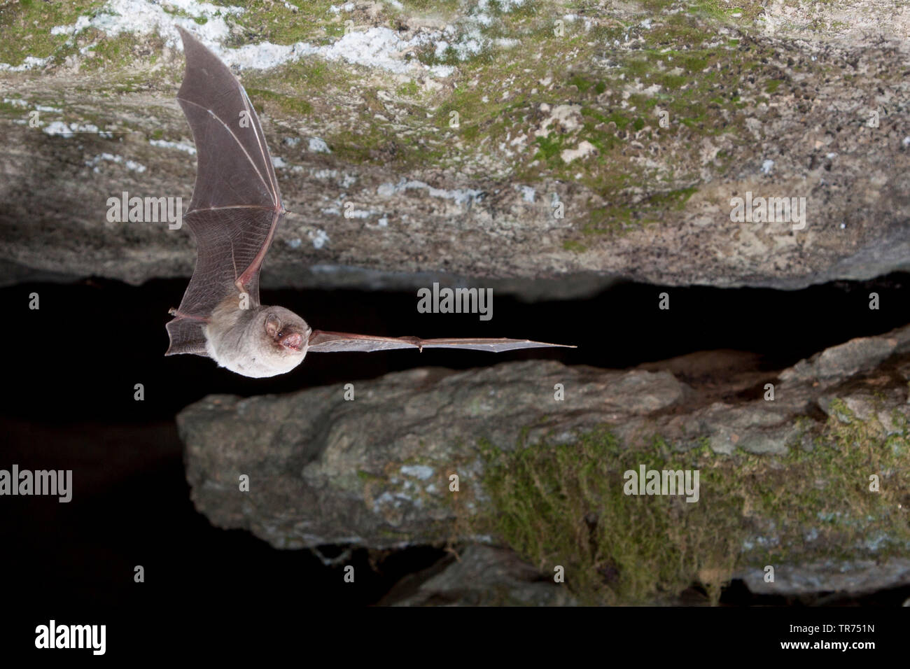 Common bent-wing bat, Schreiber's bat (Miniopterus schreibersii ...