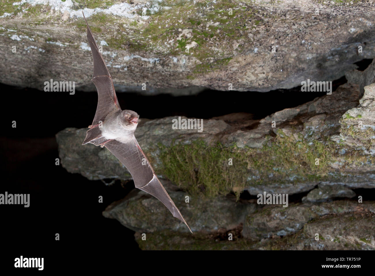 Common bent-wing bat, Schreiber's bat (Miniopterus schreibersii ...