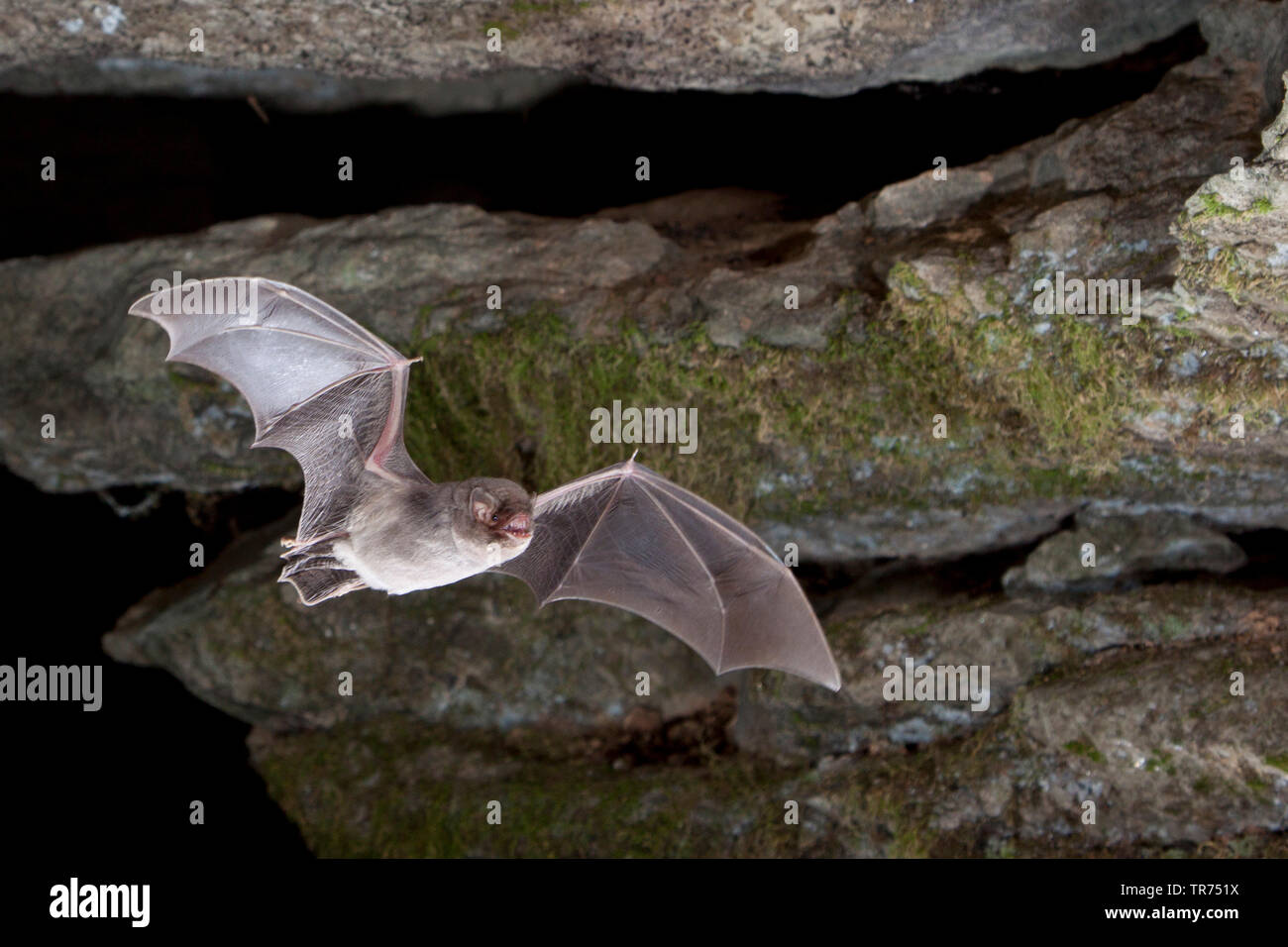 Common bent-wing bat, Schreiber's bat (Miniopterus schreibersii ...