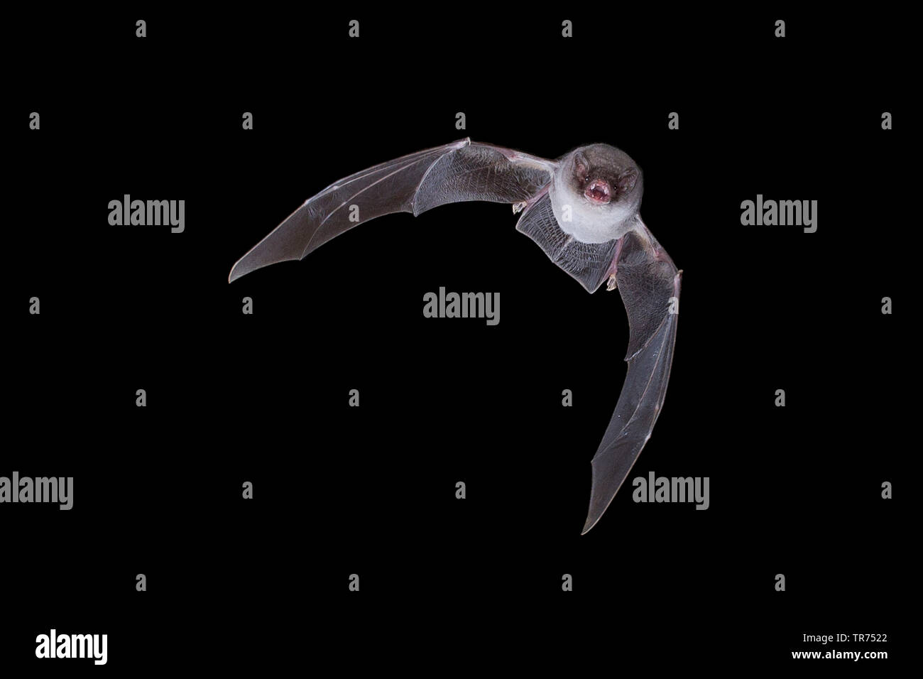 Common bent-wing bat, Schreiber's bat (Miniopterus schreibersii ...