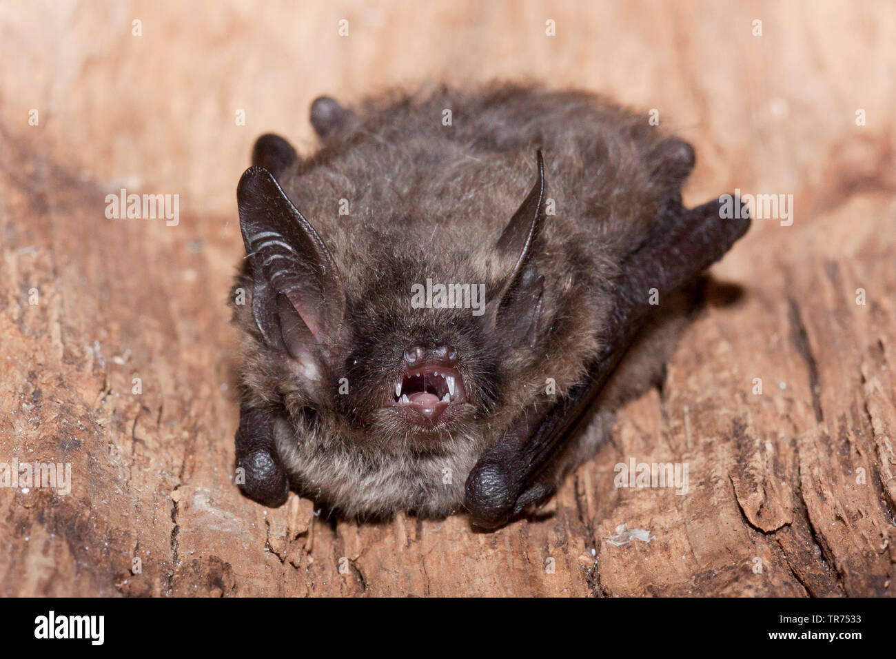 Myotis mystacinus hi-res stock photography and images - Alamy