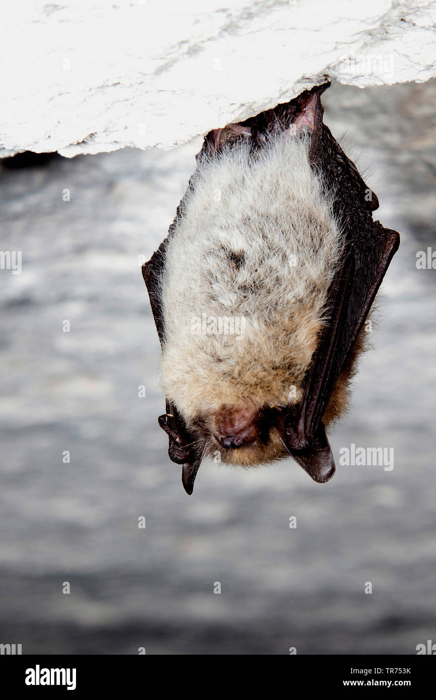 Whiskered bat (Myotis mystacinus), sleeping, France Stock Photo - Alamy