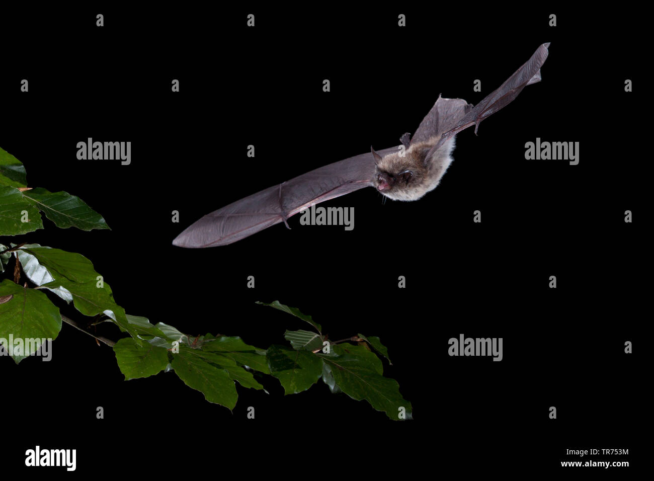 Whiskered bat (Myotis mystacinus), hunting at night, Netherlands Stock ...