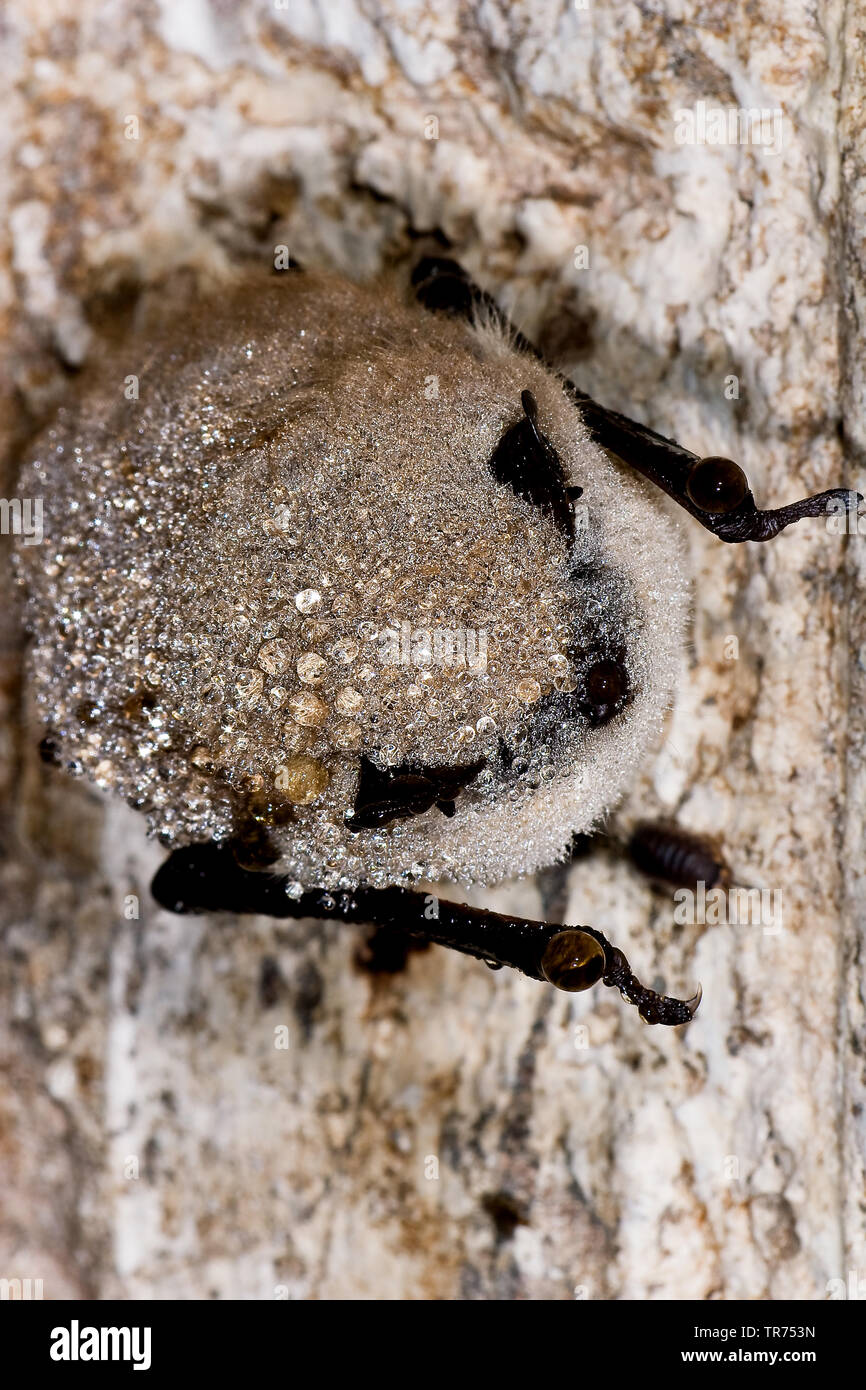 Whiskered bat (Myotis mystacinus), sleeping, Netherlands Stock Photo ...