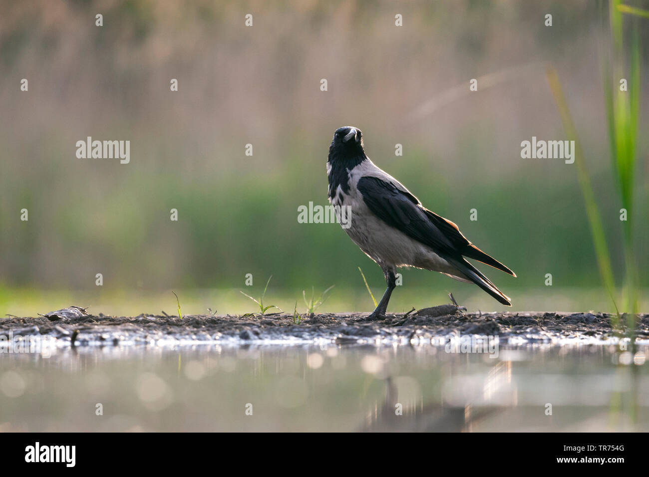 Hooded crow (Corvus corone cornix, Corvus cornix), in water, Hungary ...