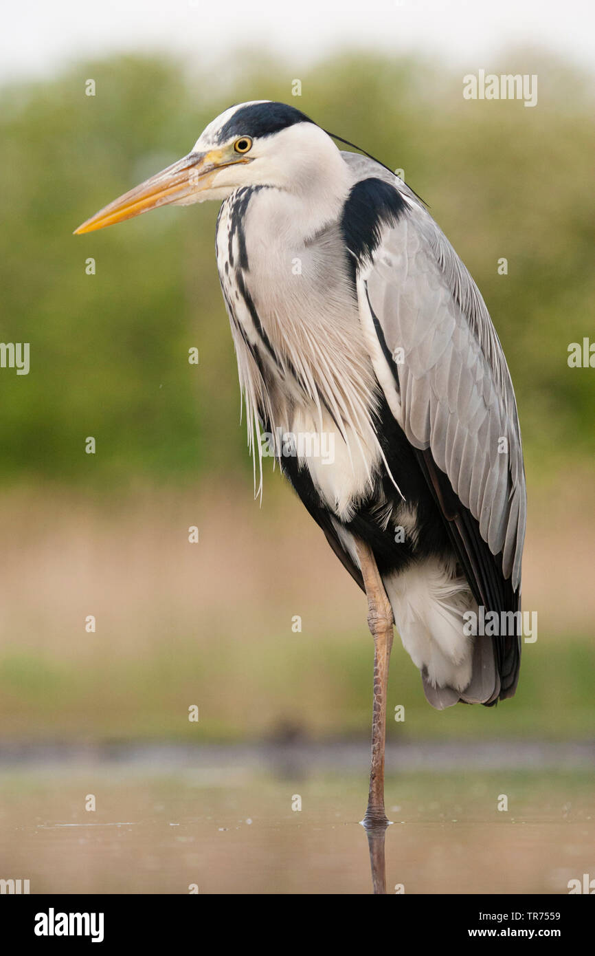 Heron on one leg hi-res stock photography and images - Alamy
