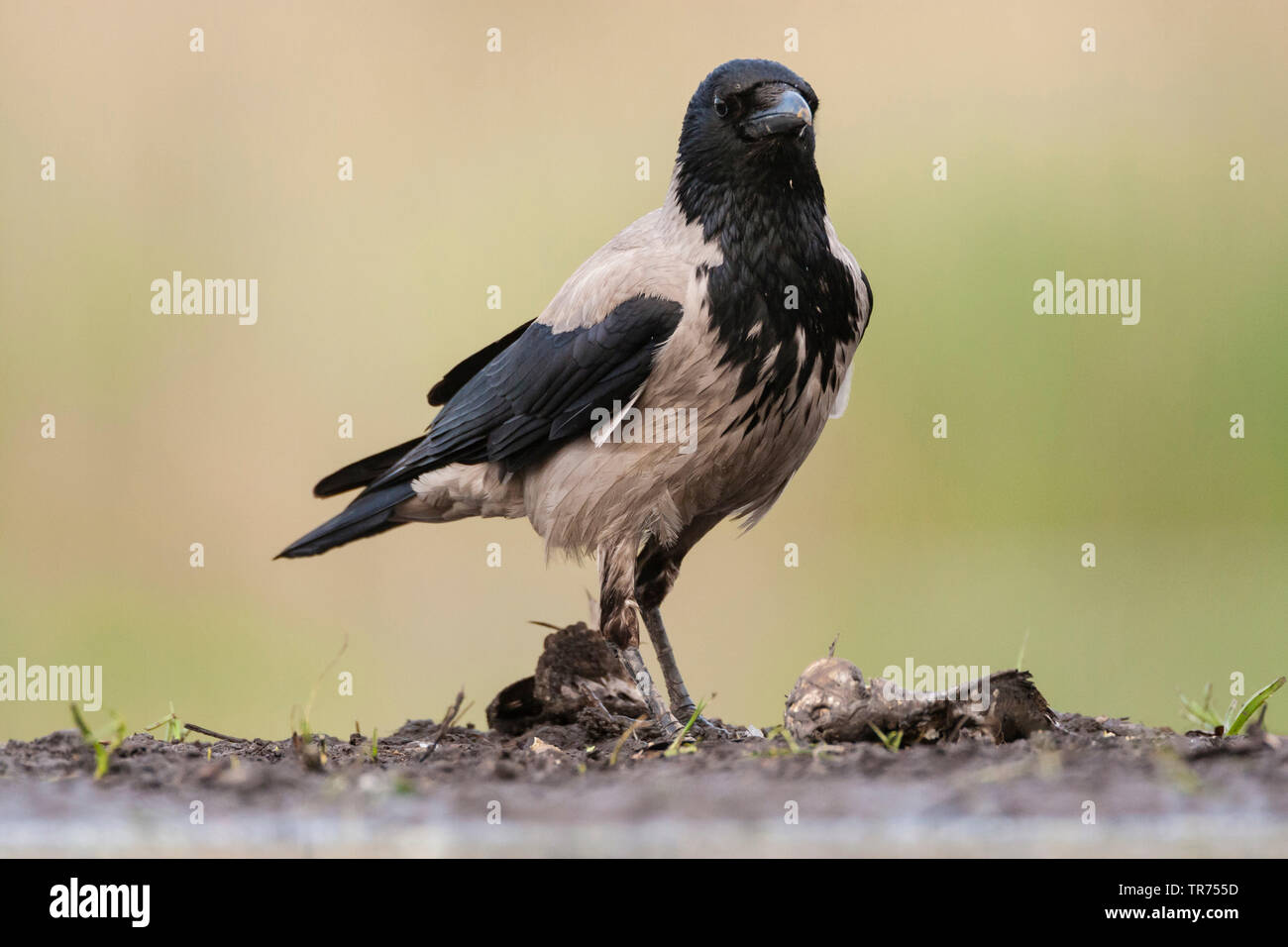 Hooded crow (Corvus corone cornix, Corvus cornix), on water, Hungary ...