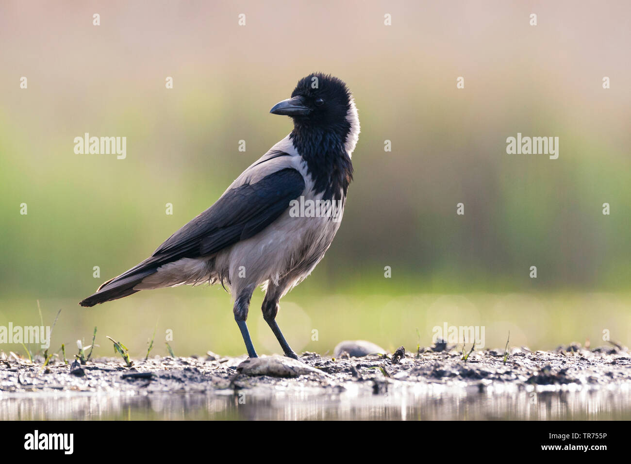 Hooded crow (Corvus corone cornix, Corvus cornix), standing at ...