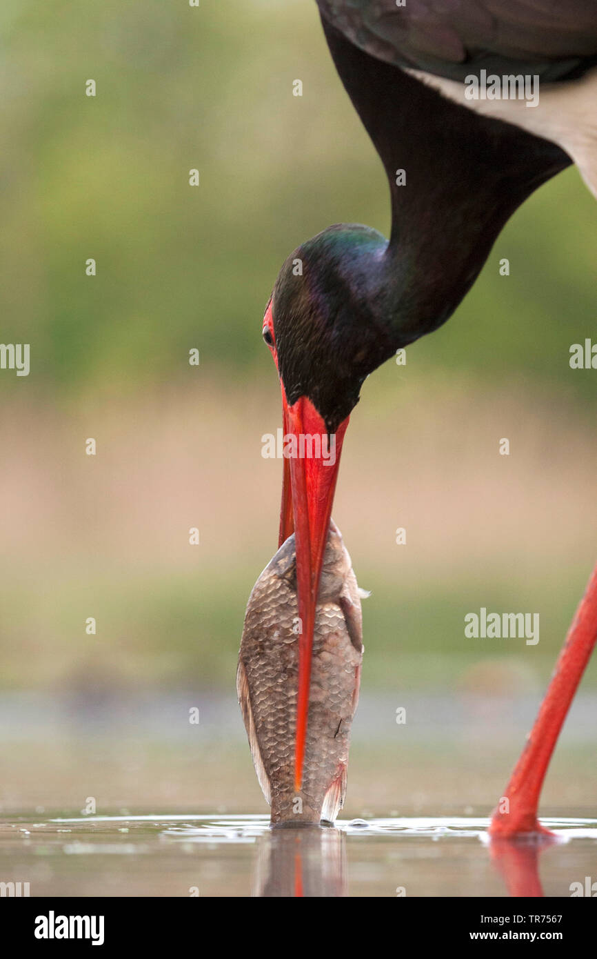 Stork with fish hi-res stock photography and images - Alamy
