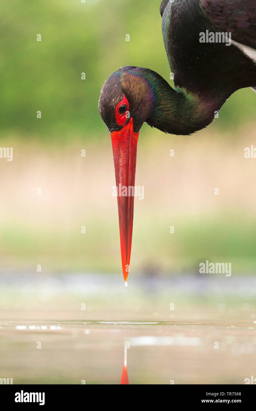Stork with fish hi-res stock photography and images - Alamy