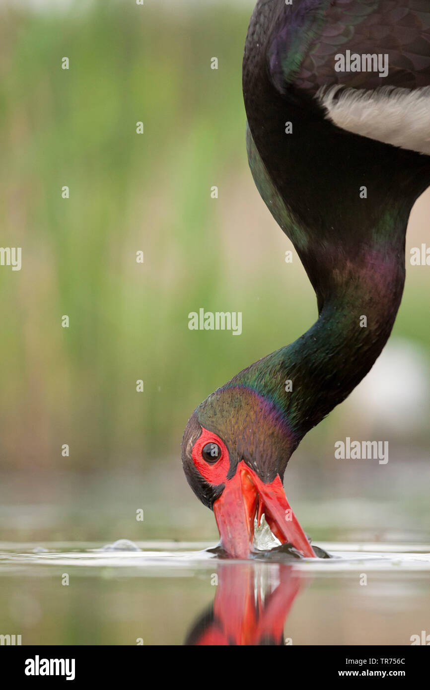 black stork (Ciconia nigra), catching fish, Hungary Stock Photo - Alamy