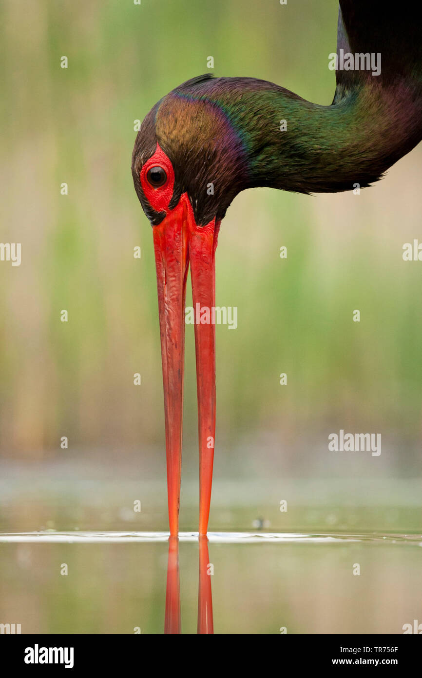 black stork (Ciconia nigra), catching fish, Hungary Stock Photo - Alamy