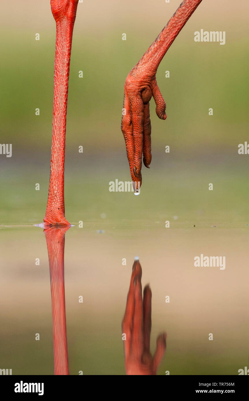 Stork foot hi-res stock photography and images - Alamy