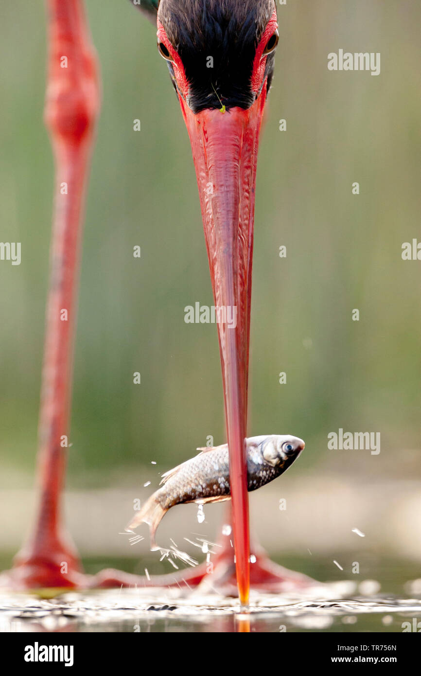 Stork bird catching food in hi-res stock photography and images - Alamy