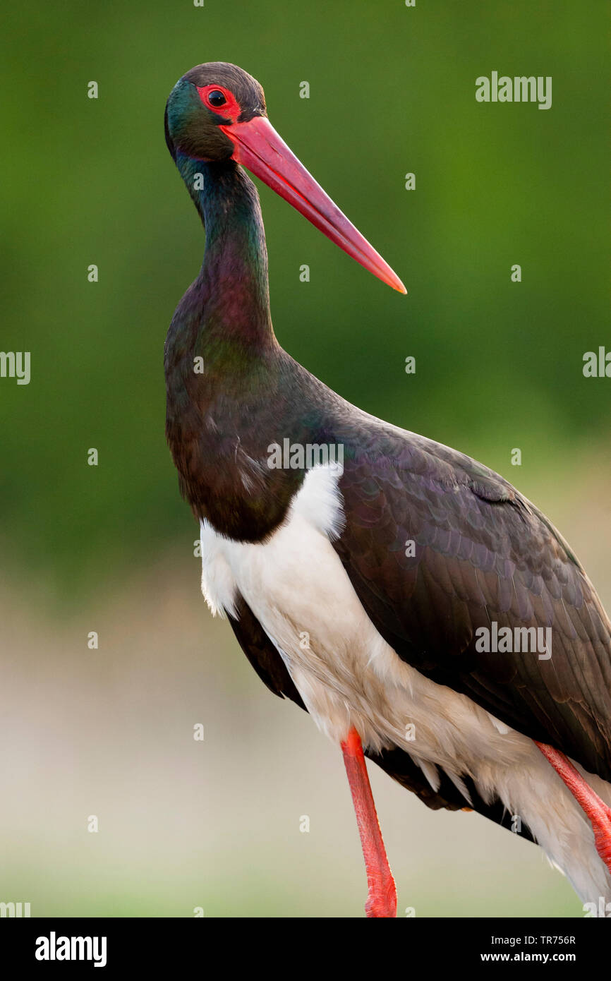 Stork animal hi-res stock photography and images - Alamy