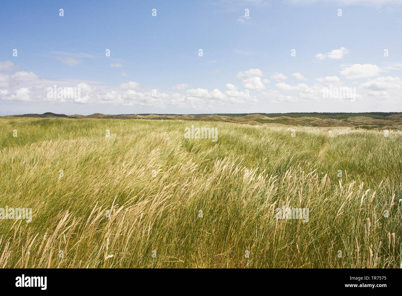 beach grass, European beachgrass, marram grass, psamma, sea sand-reed ...