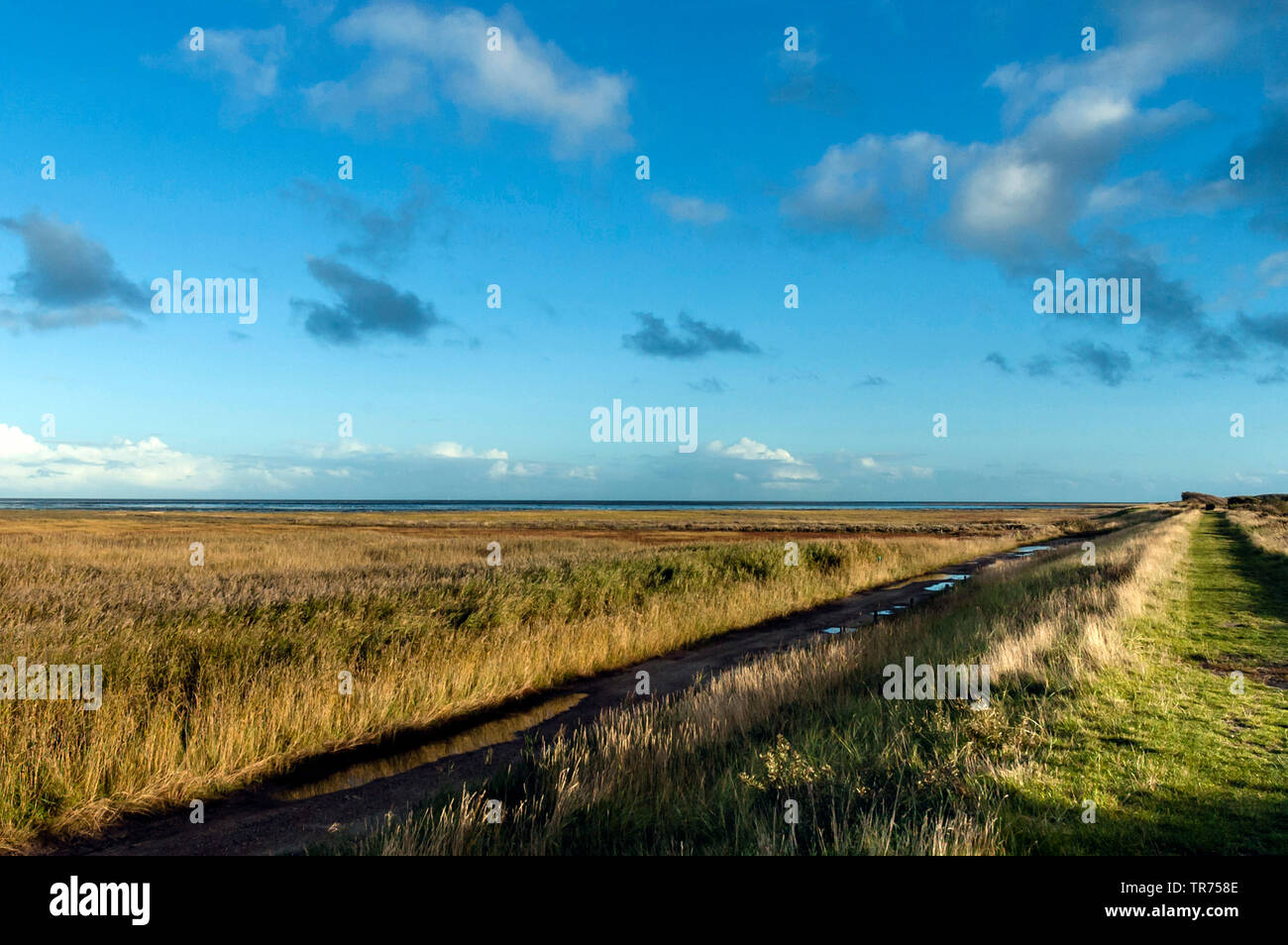 Reed Bank High Resolution Stock Photography and Images - Alamy