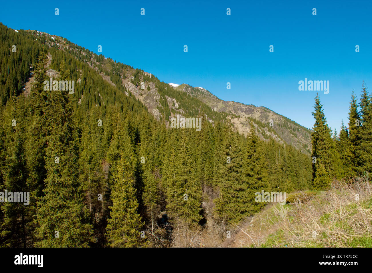 Boreal coniferous forest hi-res stock photography and images - Alamy