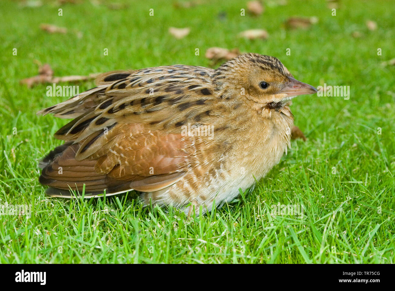 Juvenile corn hi-res stock photography and images - Alamy