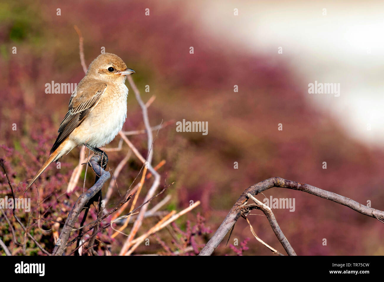 Turkestan Shrike (Lanius isabellinus phoenicuroides, Lanius ...
