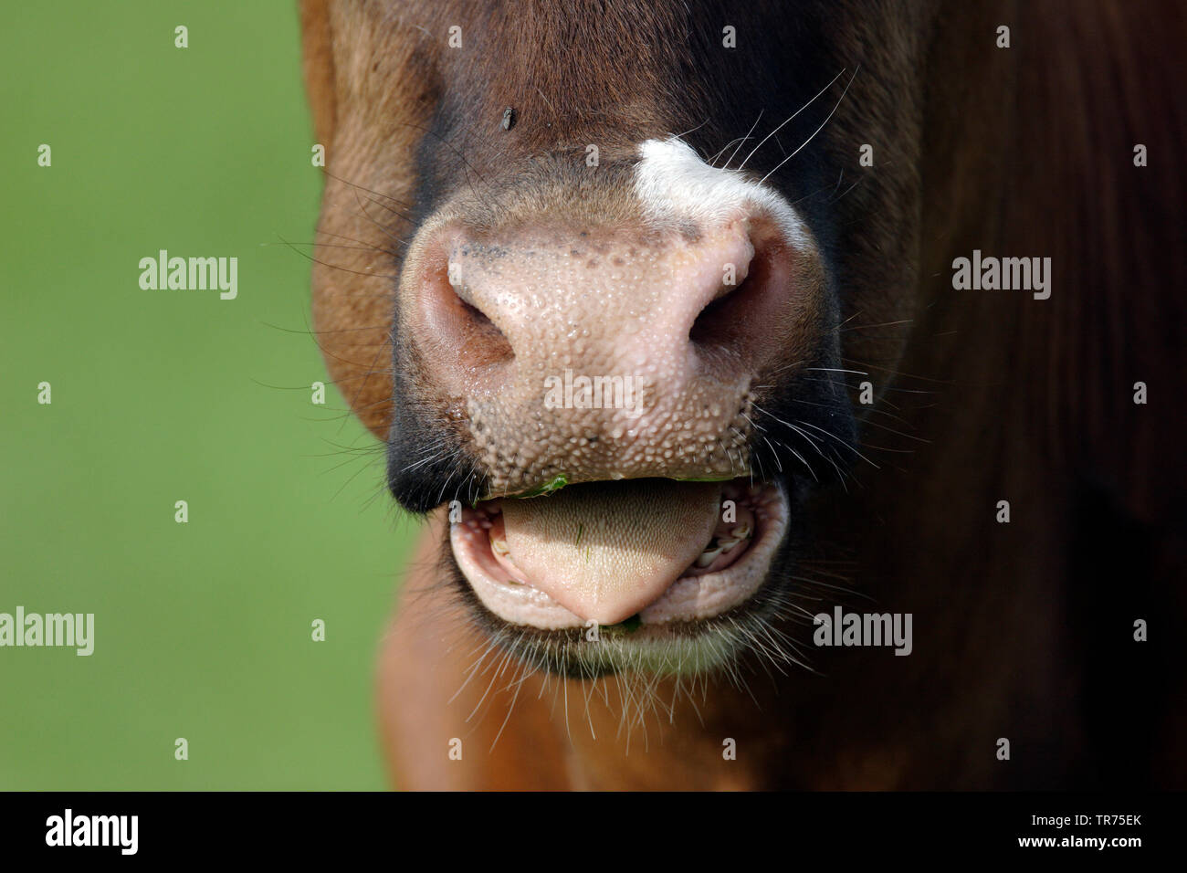 Mouth cattle hi-res stock photography and images - Alamy