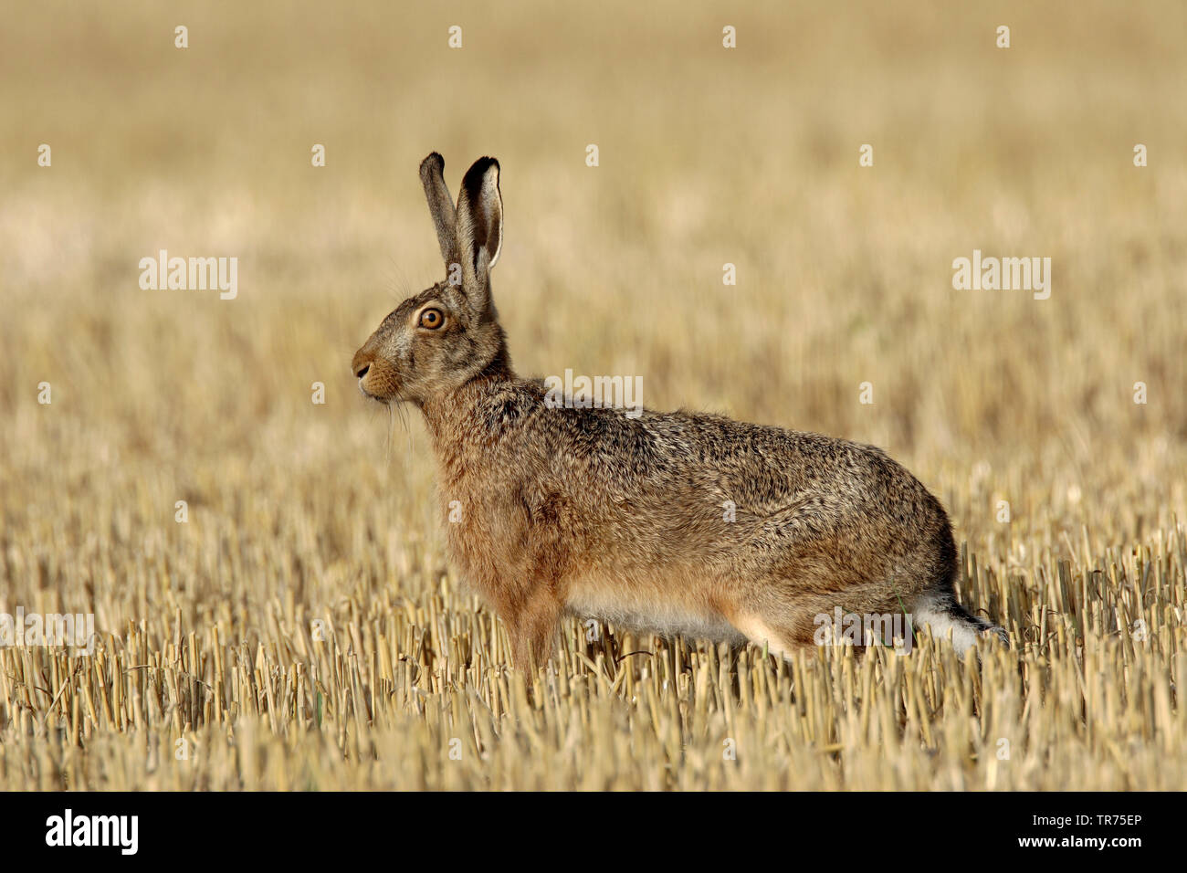 Hasentiere Stock Photos & Hasentiere Stock Images - Alamy