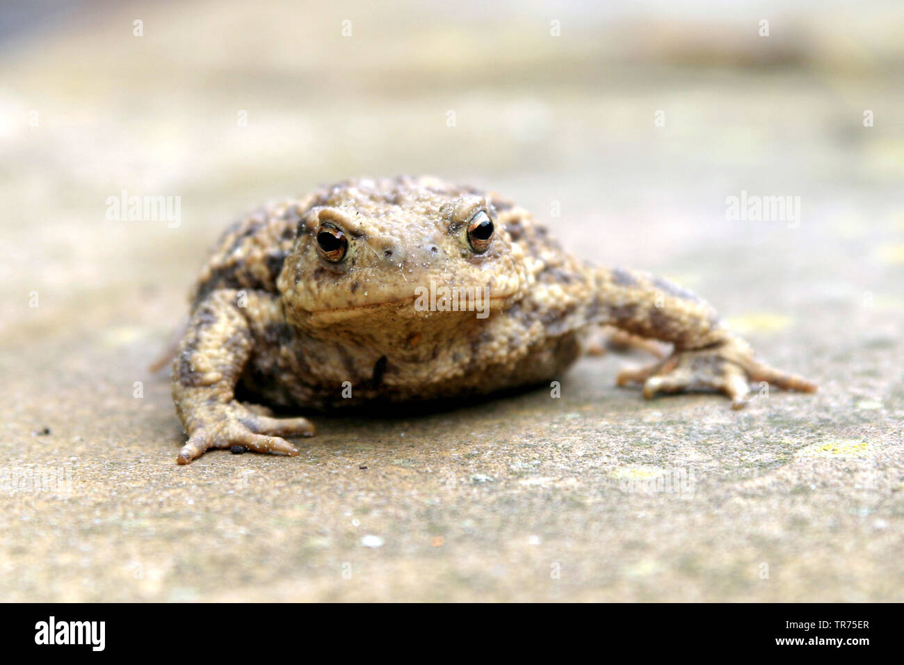 Toads of the netherlands hi-res stock photography and images - Alamy