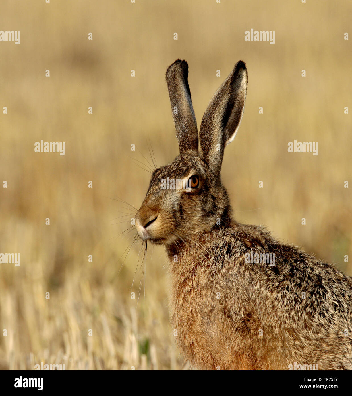 European hare, Brown hare (Lepus europaeus), on a stubble field ...
