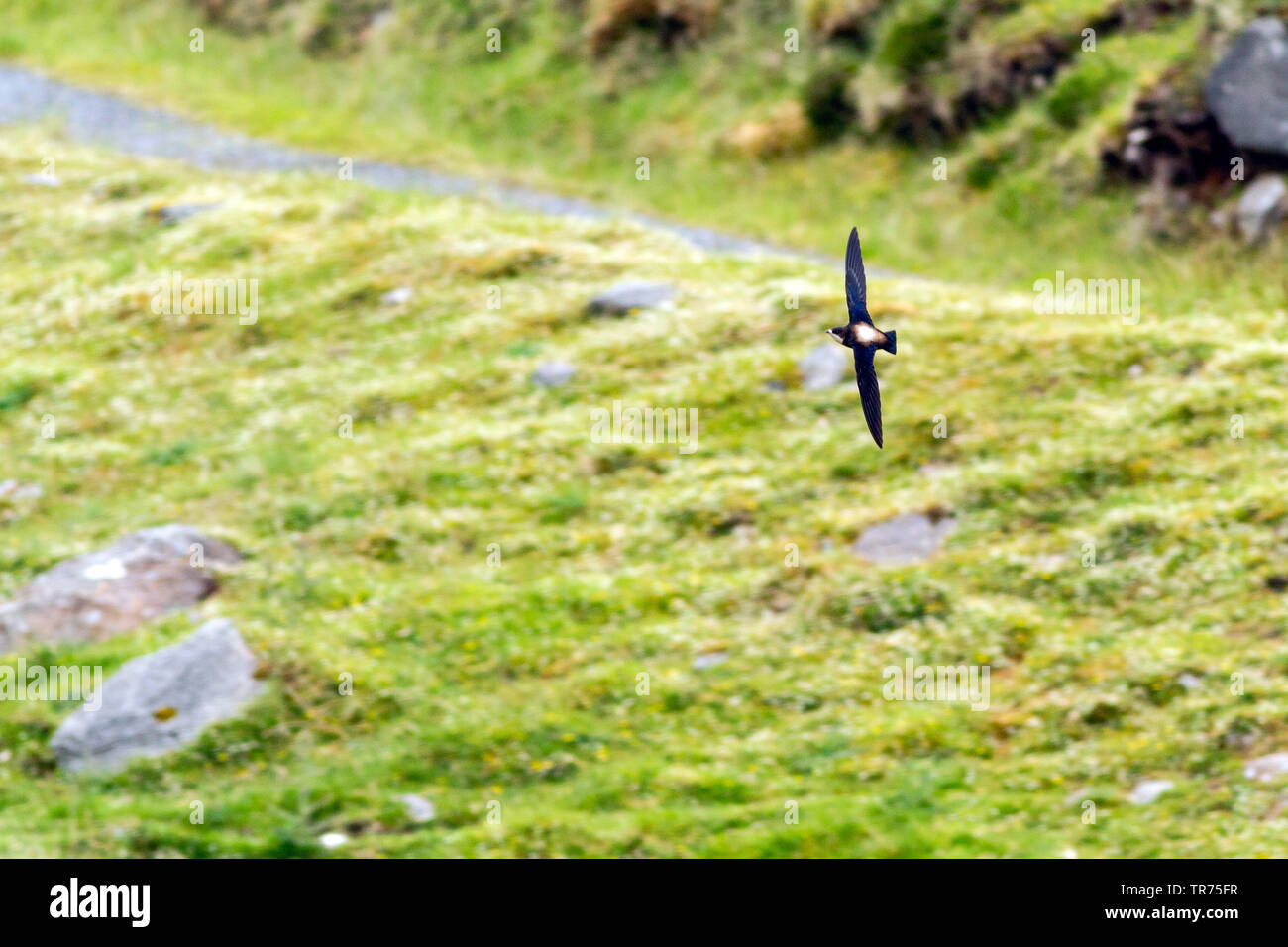 White-throated spinetailed swift (Hirundapus caudacuta), in flight over ...