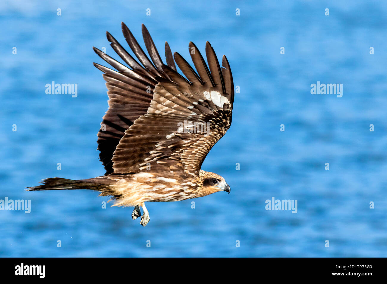 Black-eared Kite, Black kite, Yellow-billed kite (Milvus migrans ...