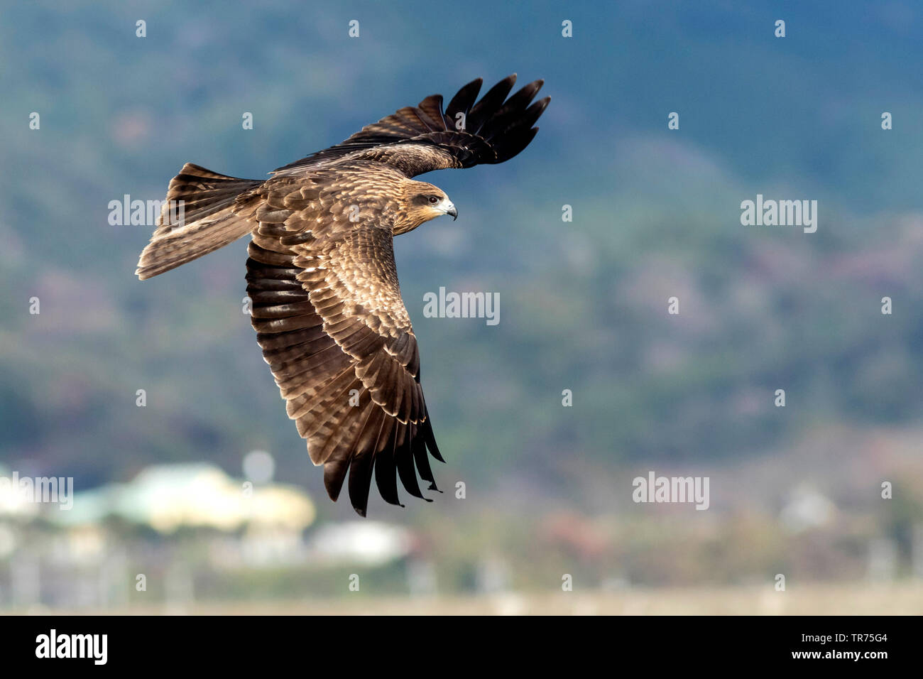 Black-eared Kite, Black kite, Yellow-billed kite (Milvus migrans ...
