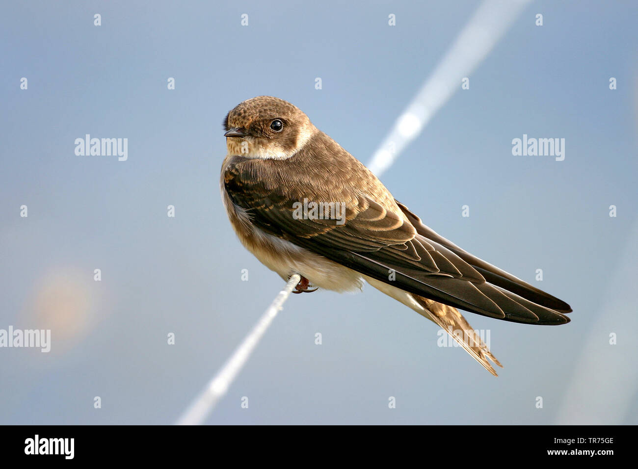 sand martin (Riparia riparia), perching on a wire, Netherlands Stock ...