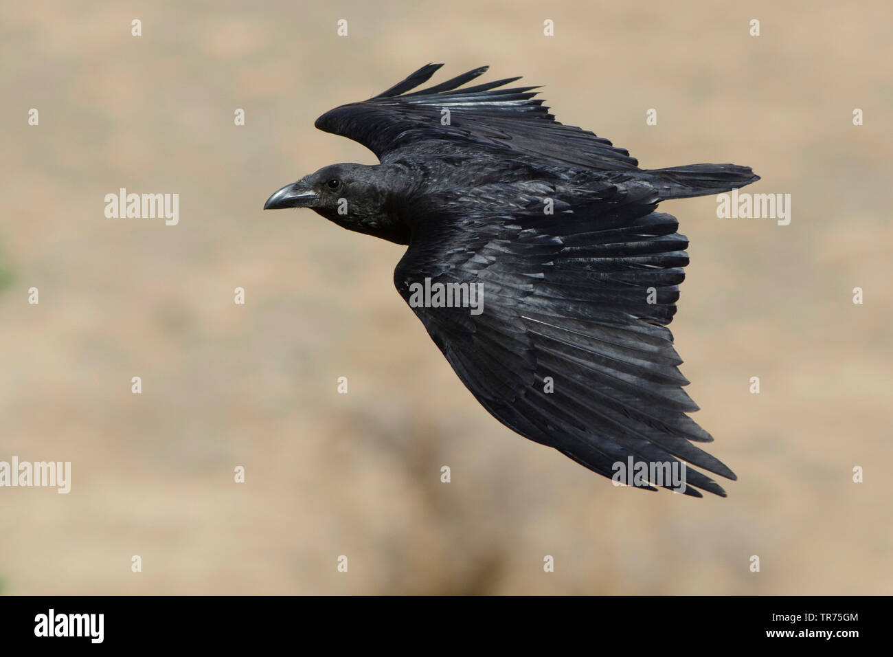fan-tailed raven (Corvus rhipidurus), in flight, Ethiopia, Oromia Stock ...