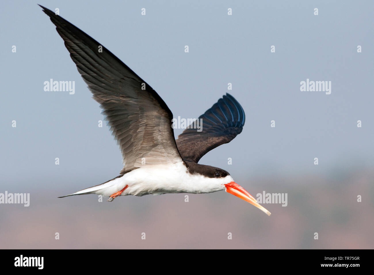African skimmer hi-res stock photography and images - Alamy