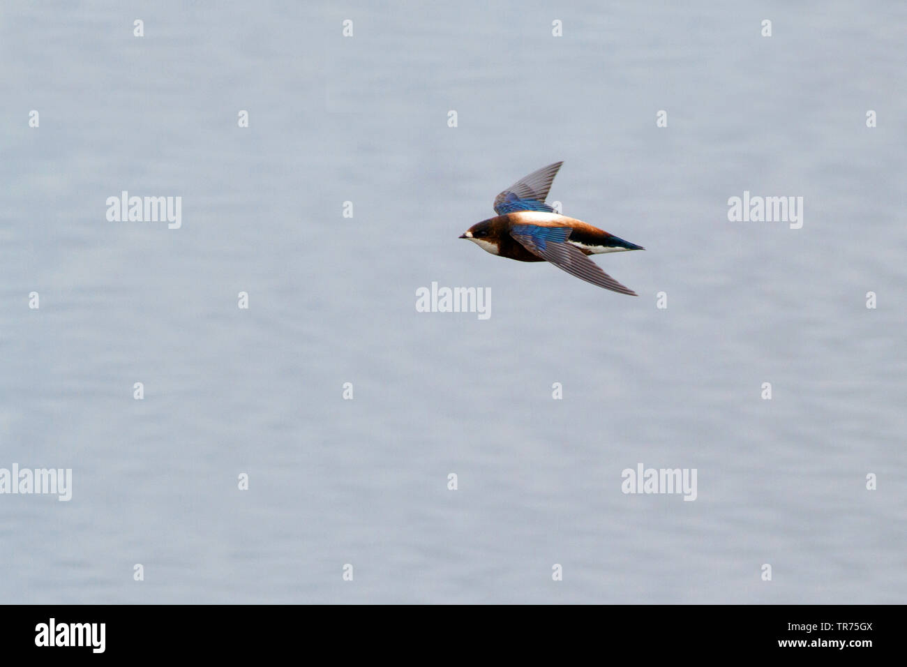 White-throated spinetailed swift (Hirundapus caudacuta), in flight ...
