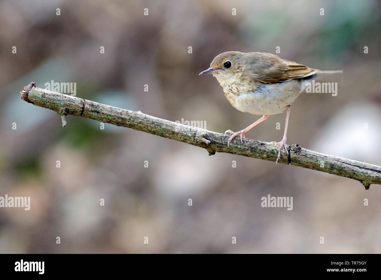 Siberian Blue Robin (Luscinia cyane), female, Thailand, Changwat ...
