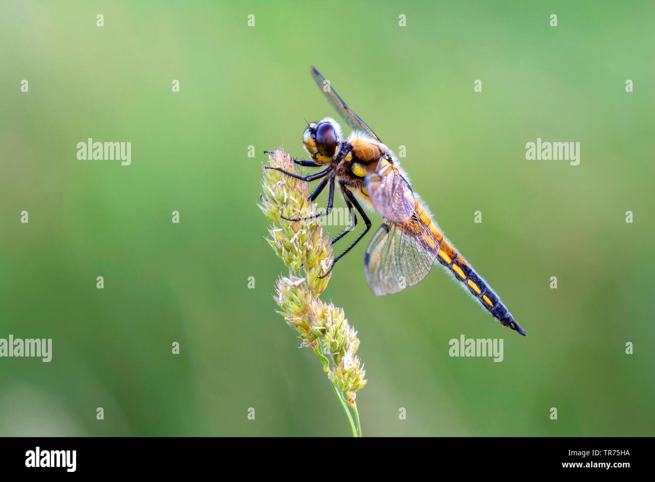 four-spotted libellula, four-spotted chaser, four spot (Libellula ...