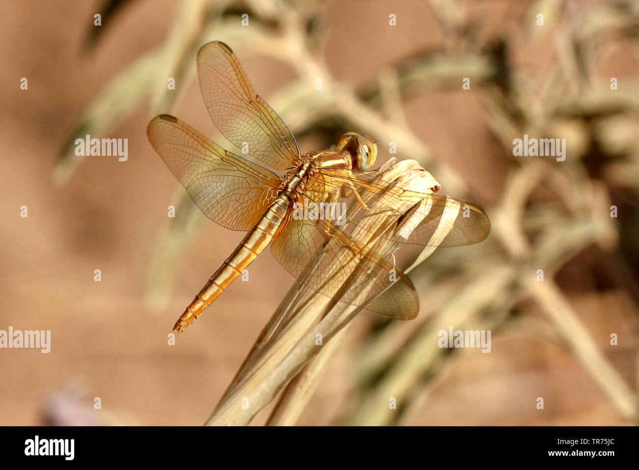 Scarlet skimmer, Ruddy marsh skimmer, Oriental Scarlet (Crocothemis ...