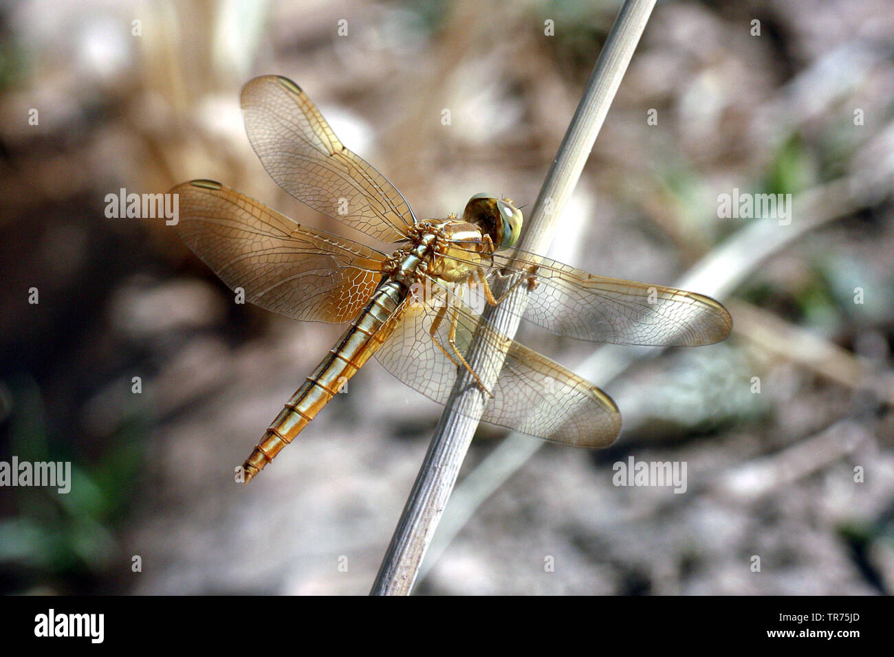 Scarlet skimmer, Ruddy marsh skimmer, Oriental Scarlet (Crocothemis ...
