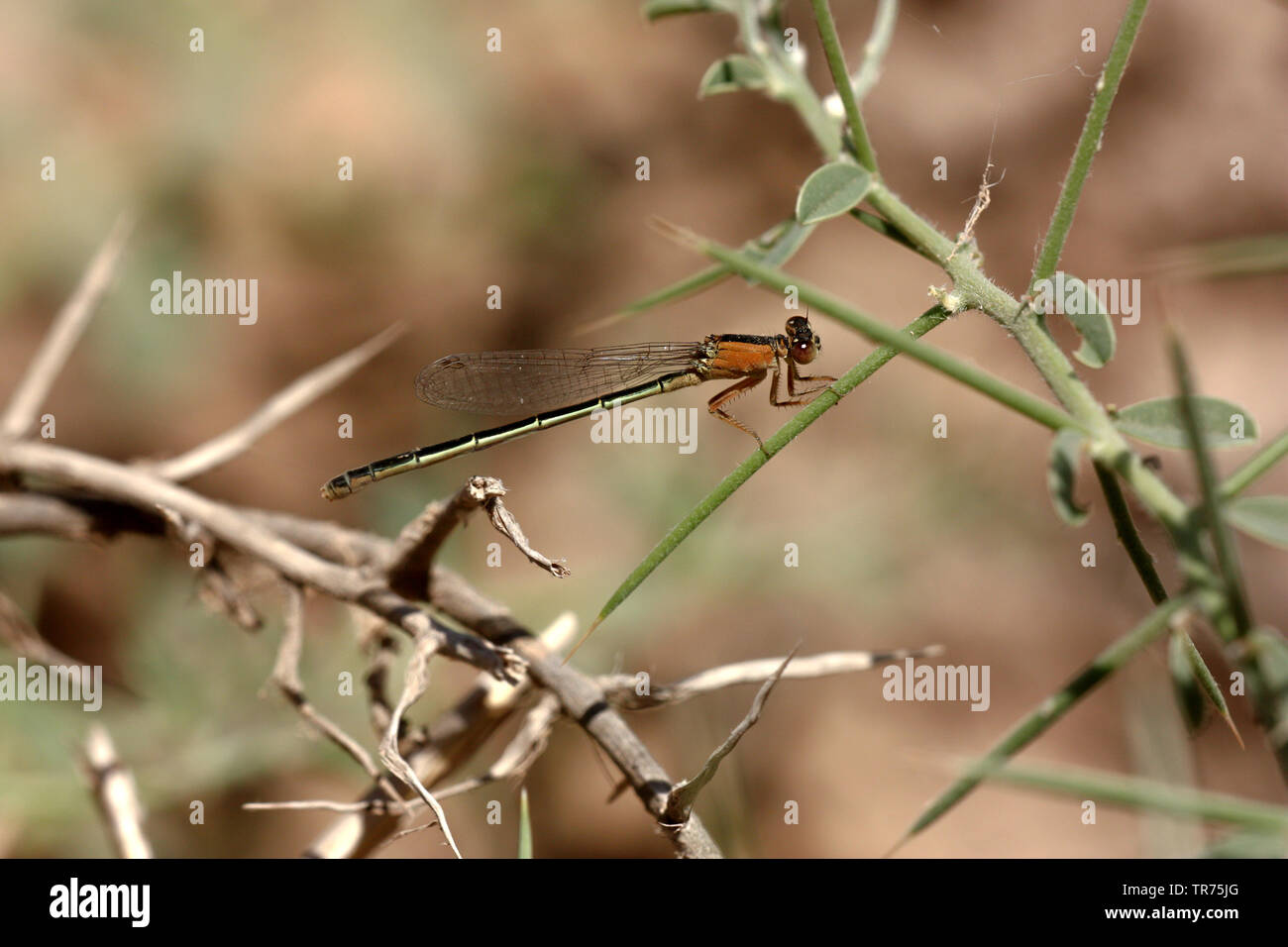 Oasis insects hi-res stock photography and images - Alamy
