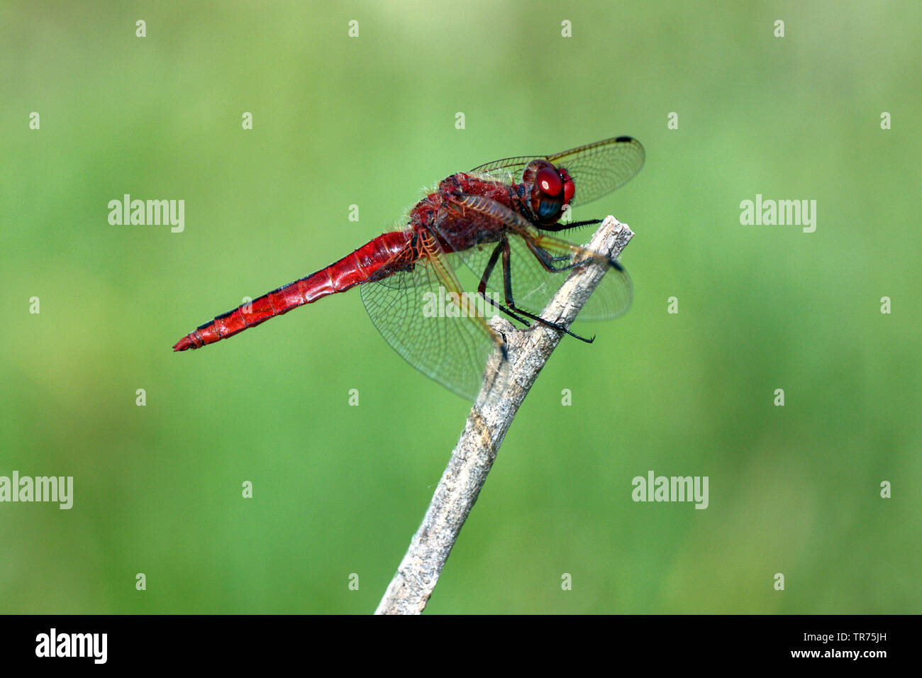Red Chaser (Libellula pontica), male, Syria Stock Photo - Alamy