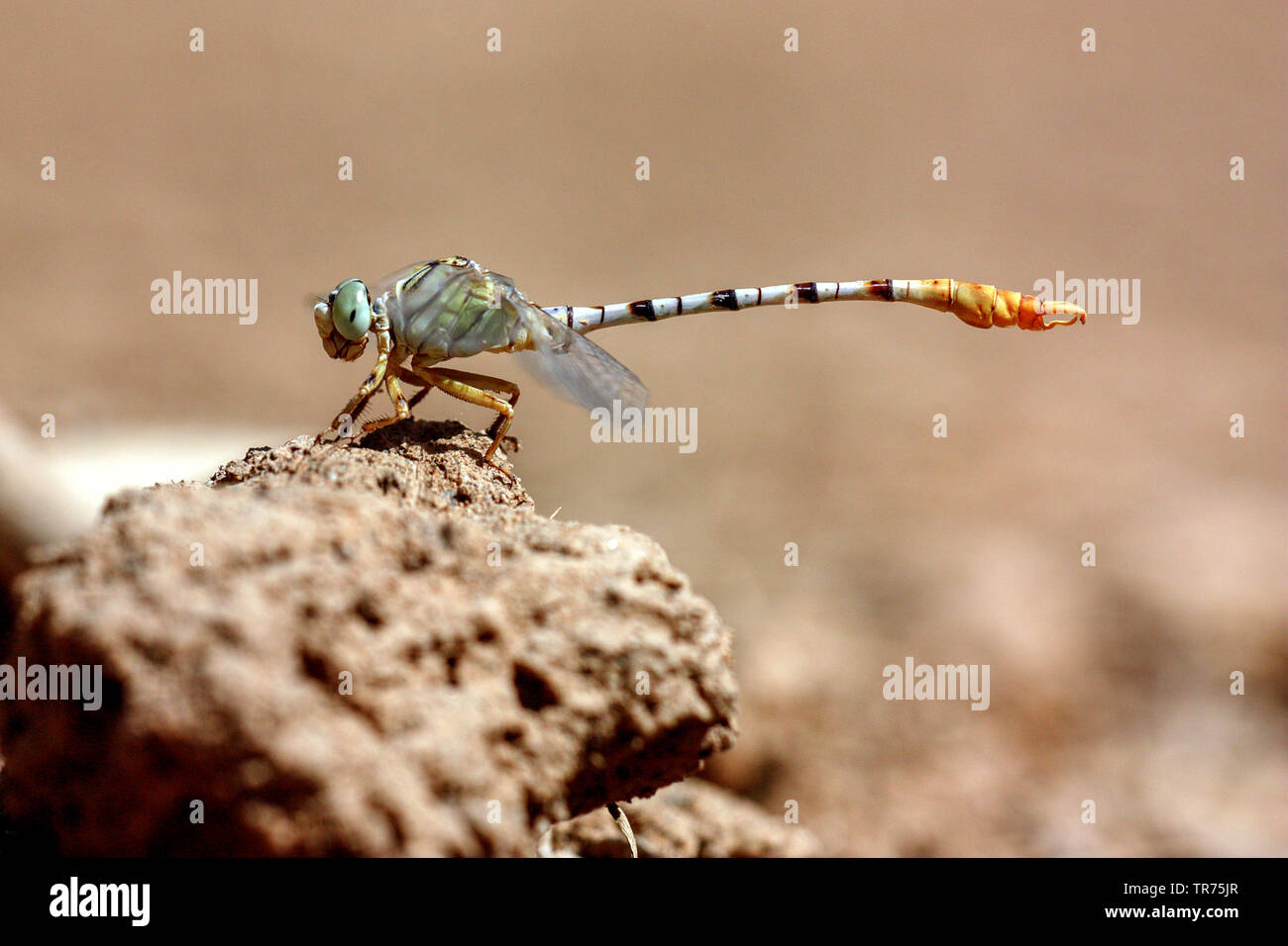 Middle East Insects Stock Photos & Middle East Insects Stock Images - Alamy
