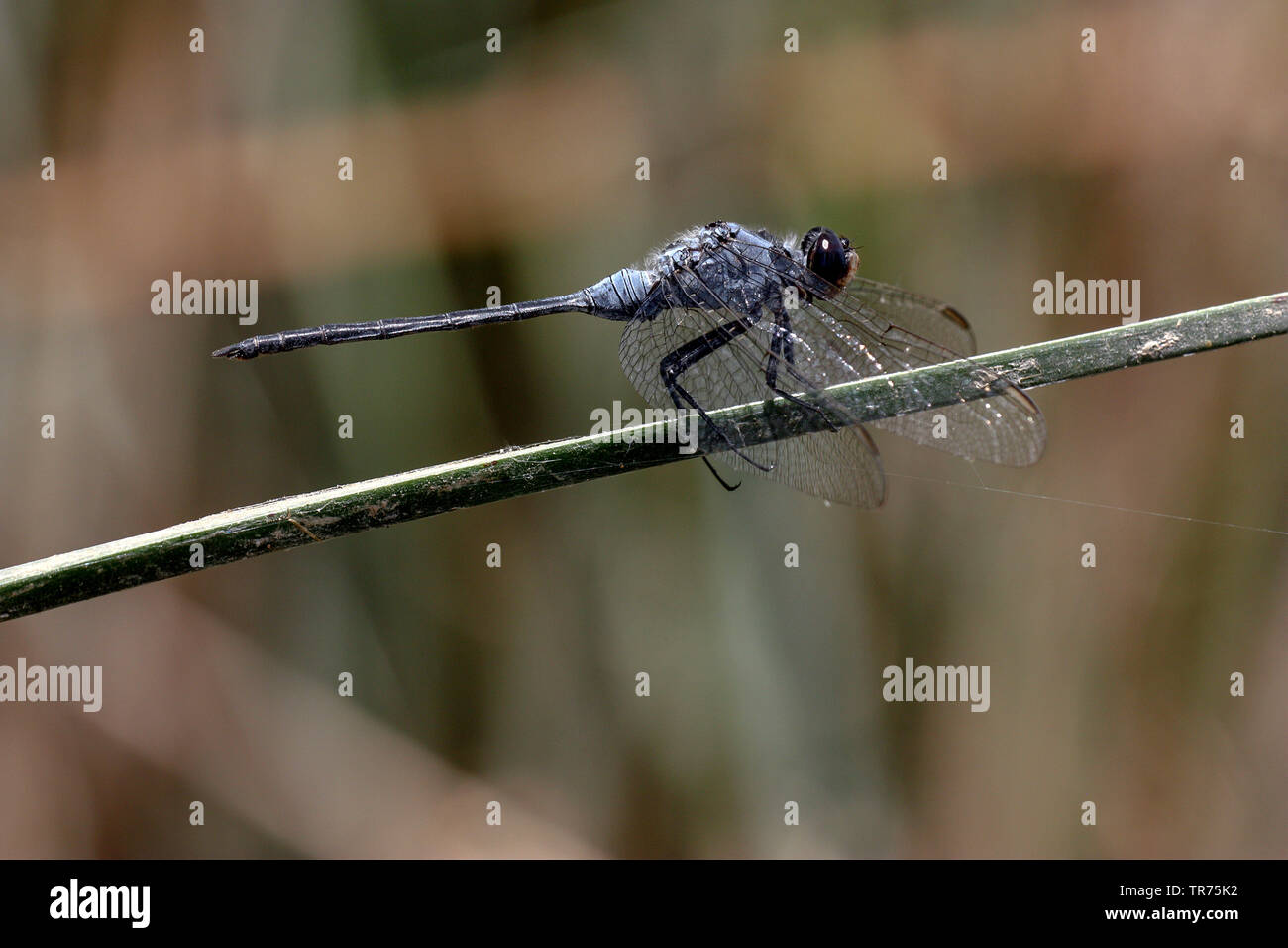 Long skimmer dragonflies hi-res stock photography and images - Alamy