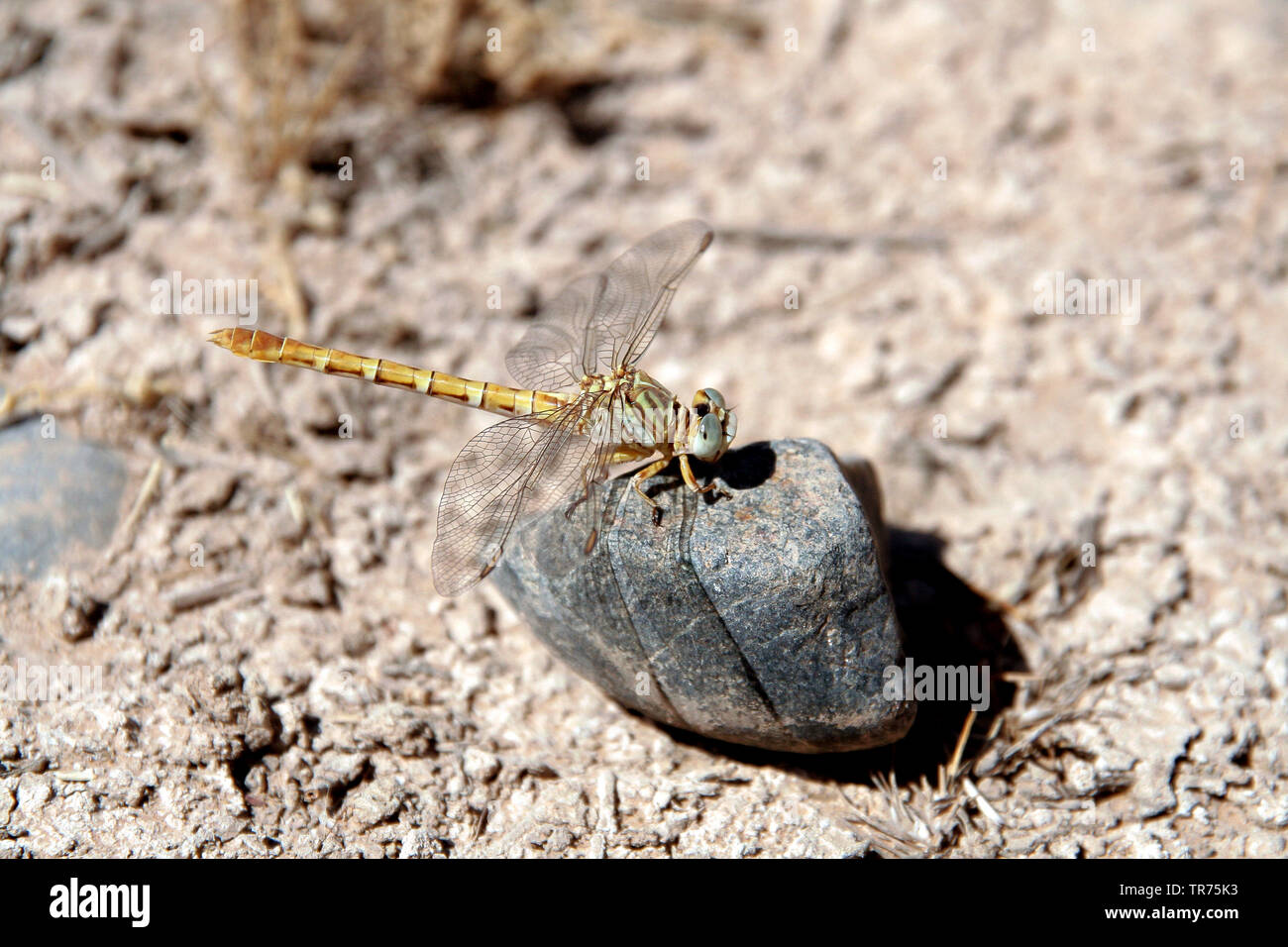 Tail hook hi-res stock photography and images - Alamy