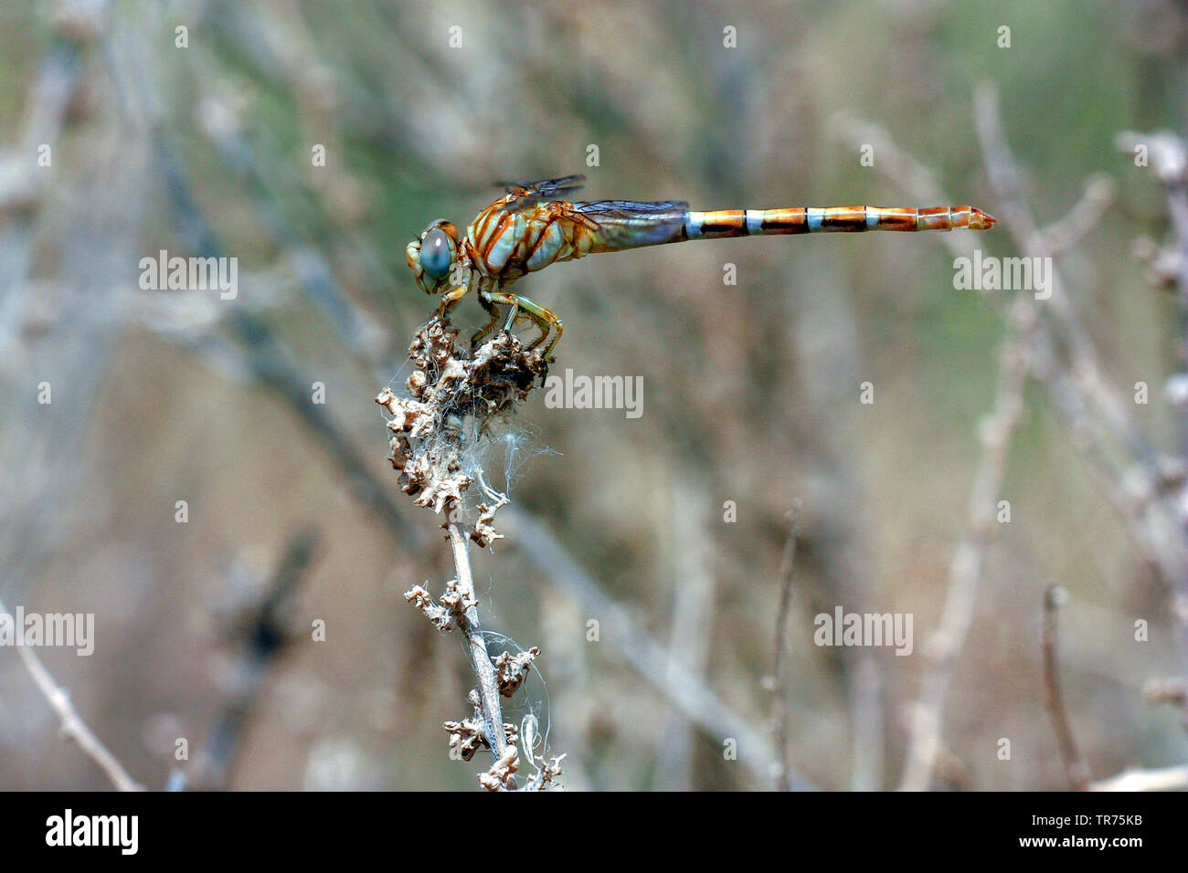 Lined Hooktail, Common Hook-Tail (Paragomphus lineatus), female, Syria ...