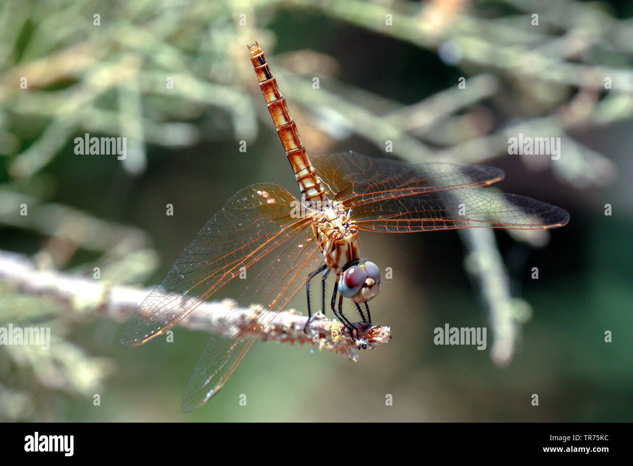 Violet dropwing, Violet-marked darter, Purple-blushed darter, Plum ...