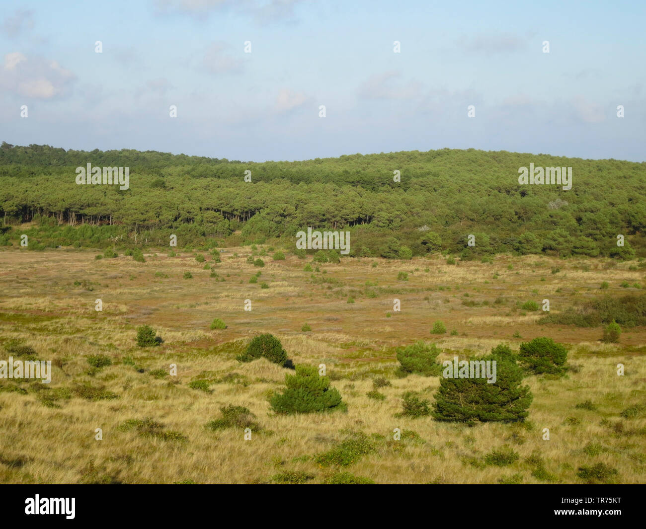 dunes and pine forest with scrubs, Netherlands, Frisia, Vlieland Stock ...