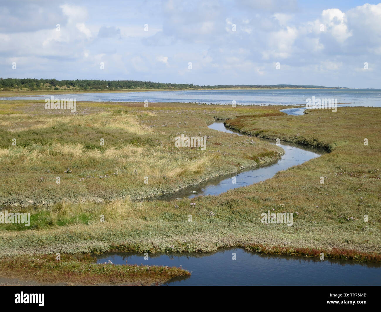 Saltmarsh at Vlieland, Netherlands, Frisia, Vlieland Stock Photo - Alamy