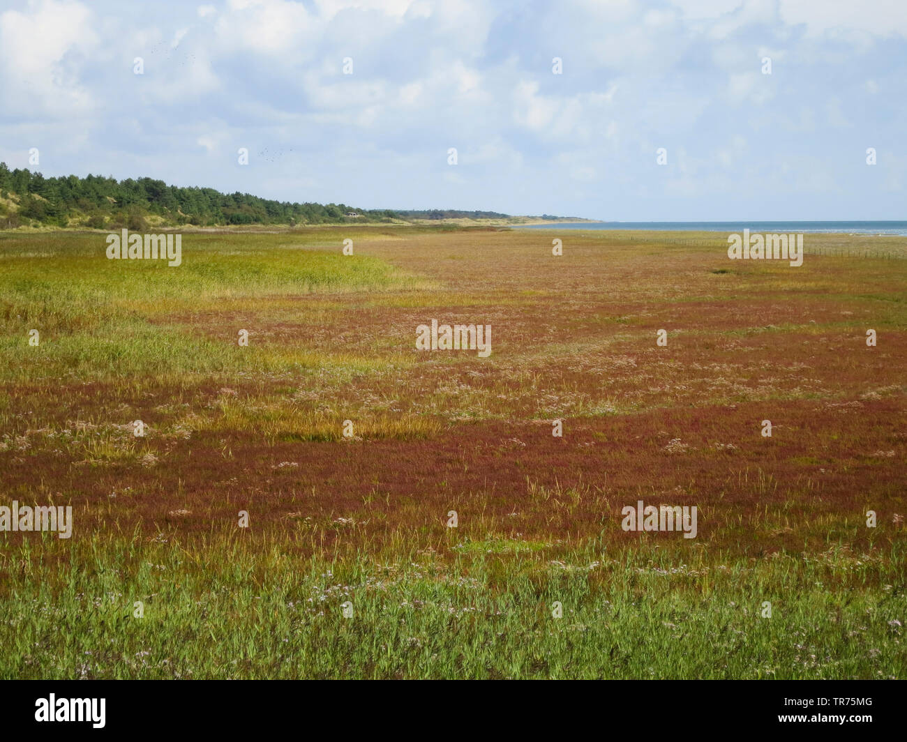 Salicornia salt marsh hi-res stock photography and images - Alamy